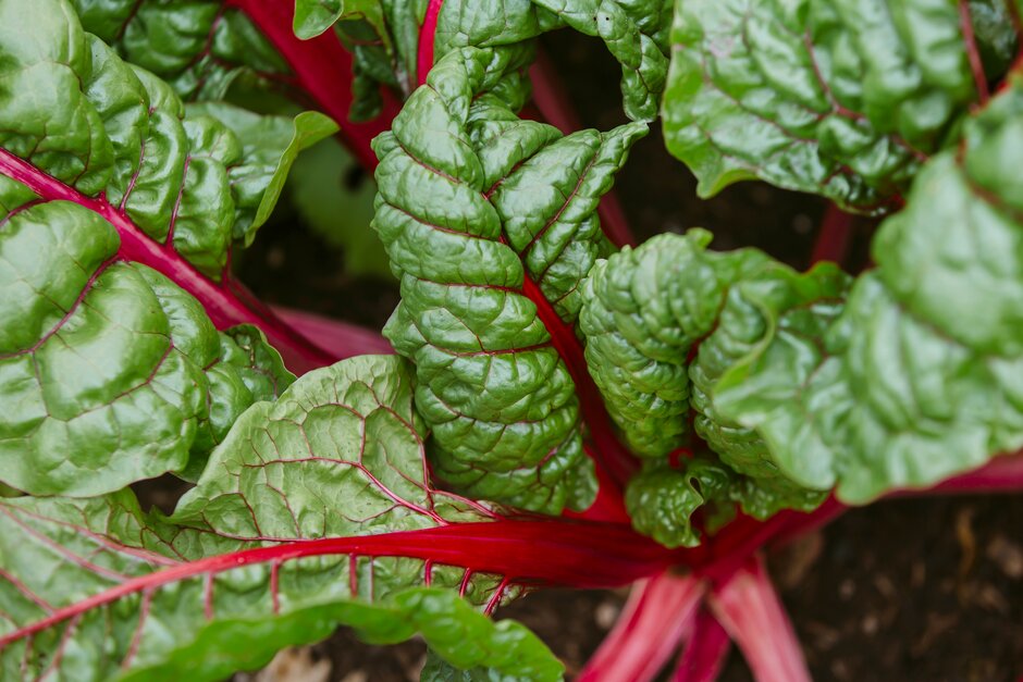 Swiss Chard Planting Guide