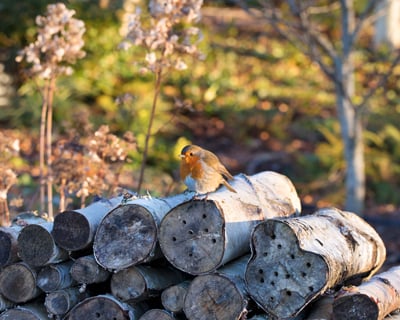A who's who of garden birds / RHS
