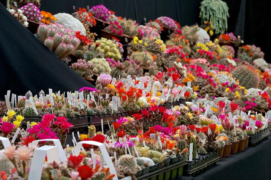 RHS Malvern Spring Festival 2016 / RHS Gardening