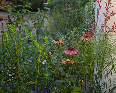 For the Love of Lamiaceae – the aromatic plant family borders at RHS ...