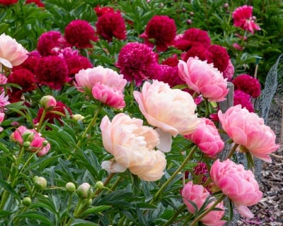 Finding the perfect peony / RHS