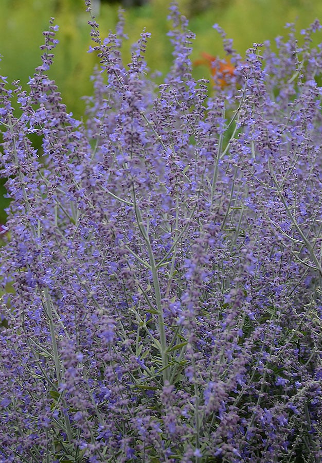 Perovskia Atriplicifolia Russian Sage Care In Your Flower Garden