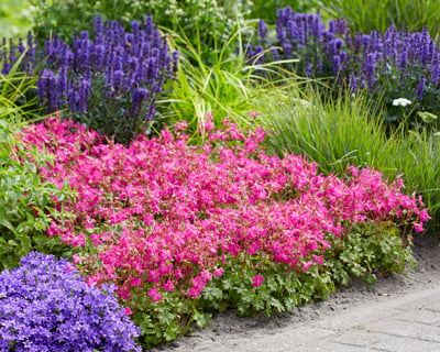 New plants: Geranium ‘Intense’ | Graham Rice / RHS