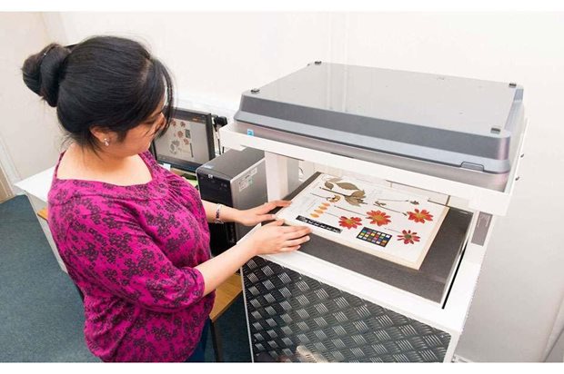 Plant specimen records and database held by the RHS / RHS Gardening