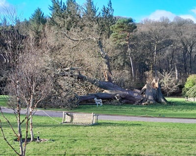 Favourite oak tree lost in storm | RHS Rosemoor / RHS