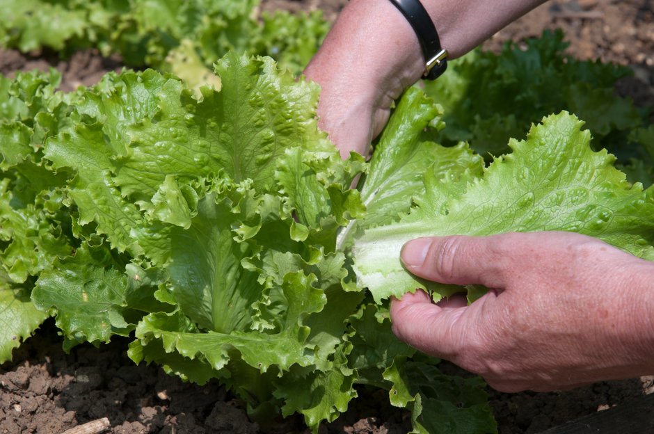 Container Lettuce Growing Tips Growing Lettuce In Containers For