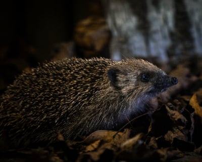 UK launches first ever National Hedgehog Conservation Strategy / RHS