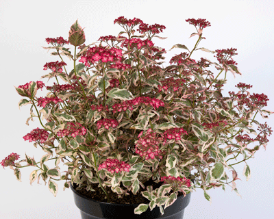 RHS Plant of the Year 2023 runner-up: Hydrangea Euphoria Pink / RHS