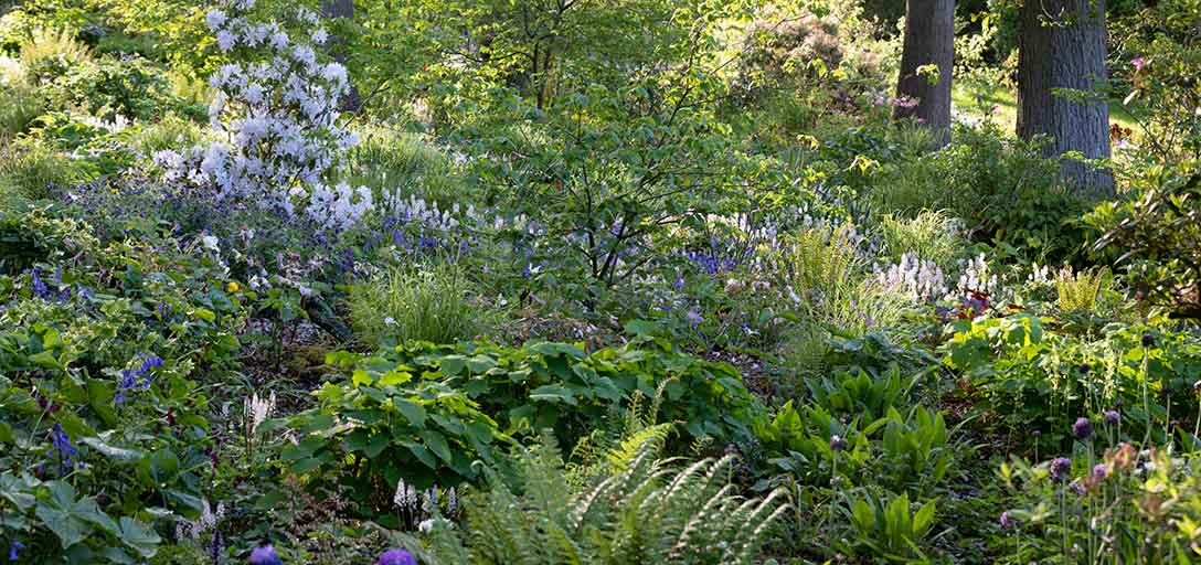 Dry Shade Tolerant Shrubs In Shrubs We Trust – Priceless Magazines