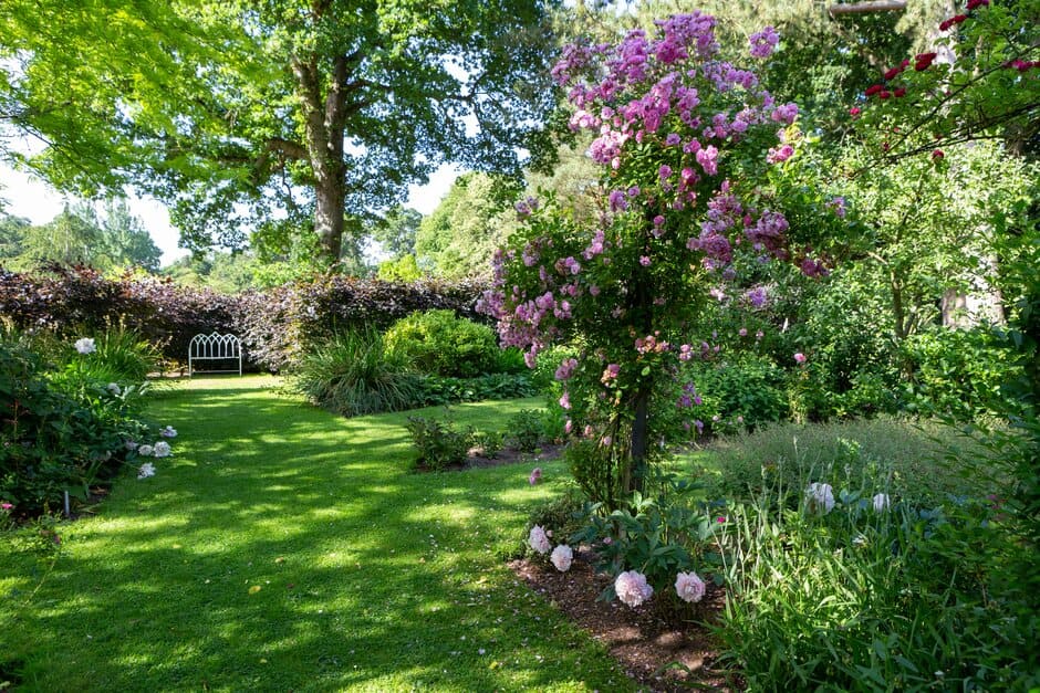 Compact Border Shade Plants