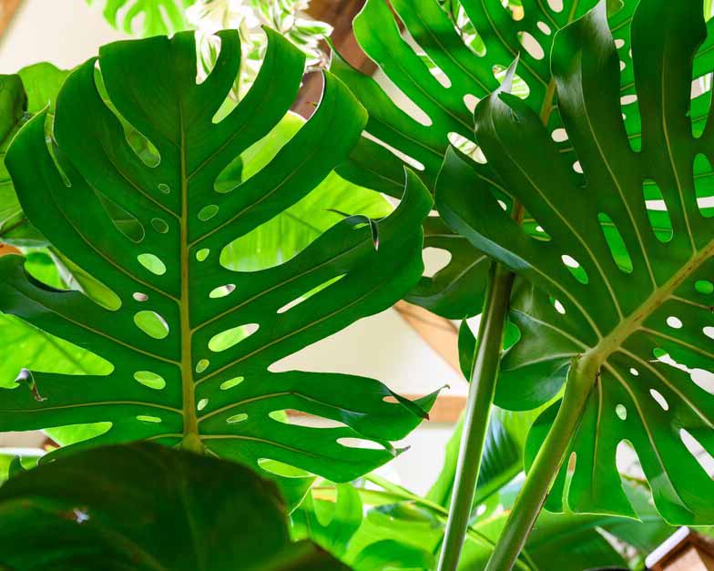 Delve into the Indoor Plant Gardens at RHS Malvern Spring Festival / RHS