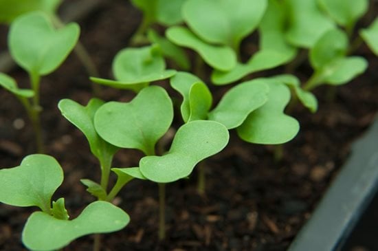 Baby Cabbage Plants