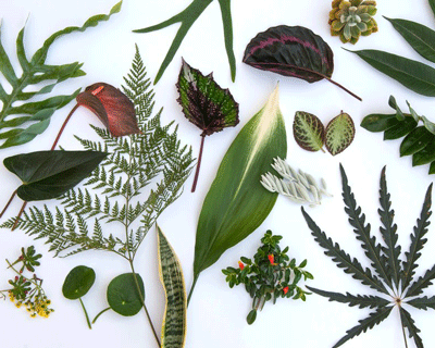 RHS Science: houseplants for wellbeing / RHS