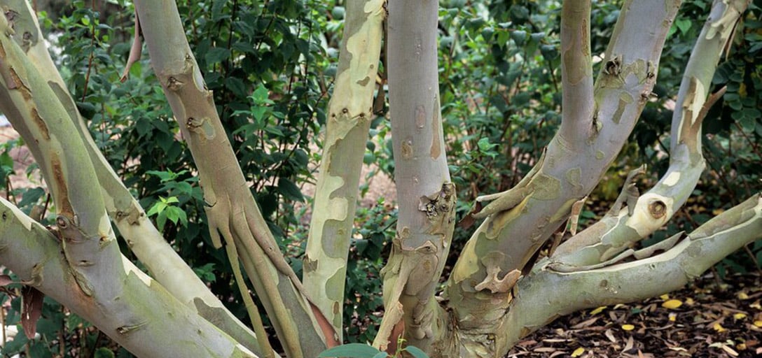 Tree With Silvery Leaves Uk