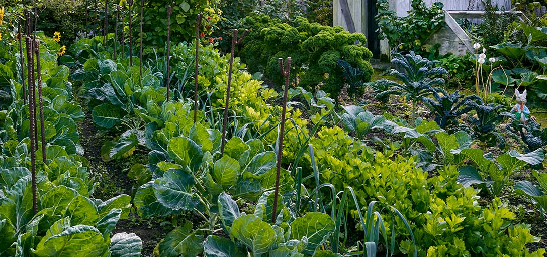 Plants For Full Shade Areas 30 Best Shade Flowers That Are Easy To