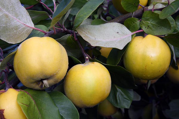 Quince Tree Bark A Love Apple Lament: RIP First Generation Quince