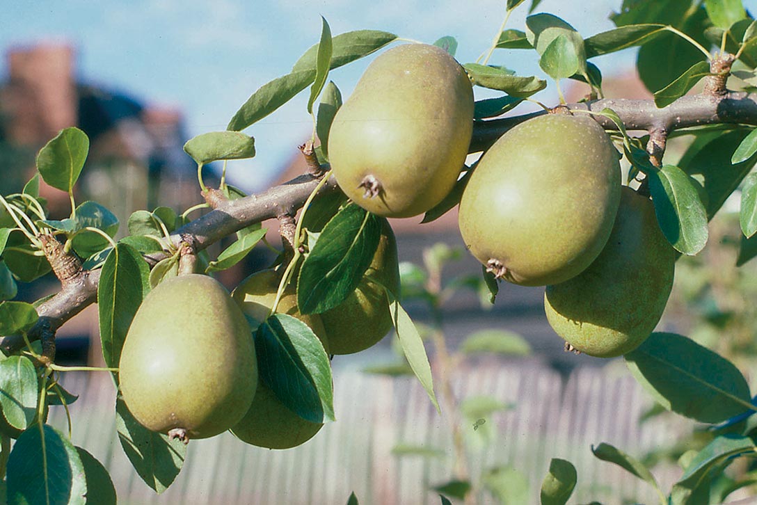Pear Fruit Tree