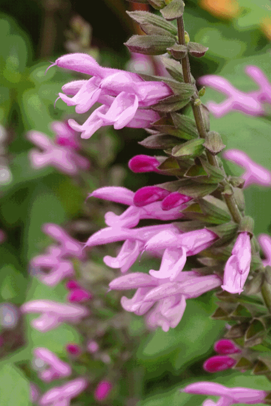Pink Salvia Flower