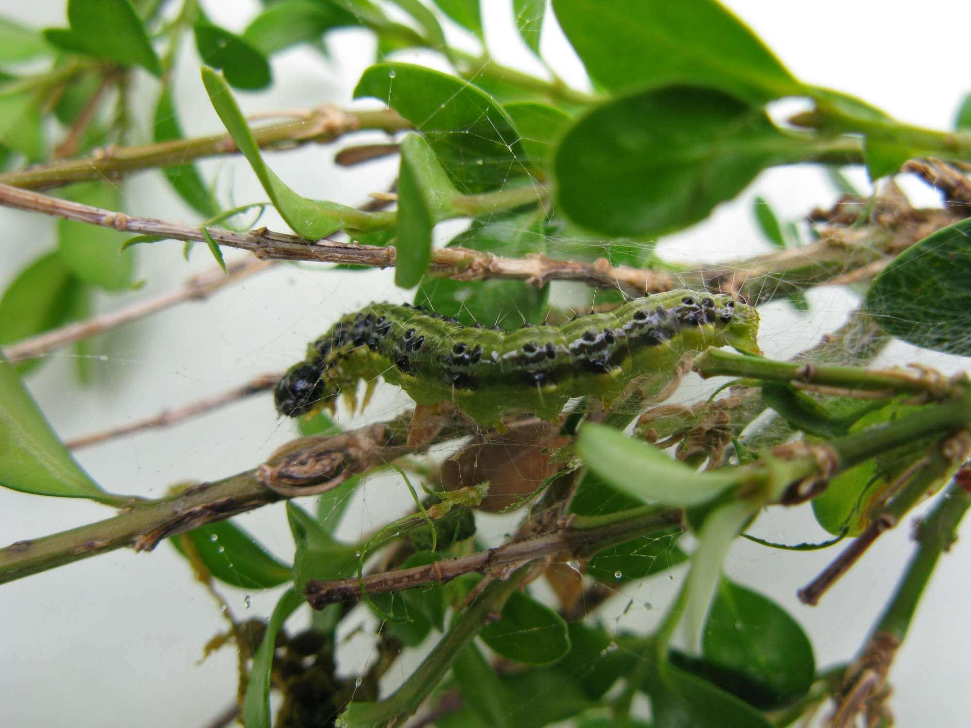 Help our science research / RHS