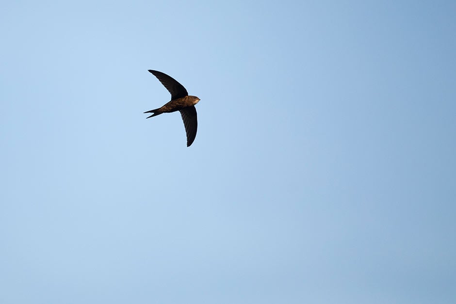 RHS and RSPB join forces for first time to champion swifts / RHS