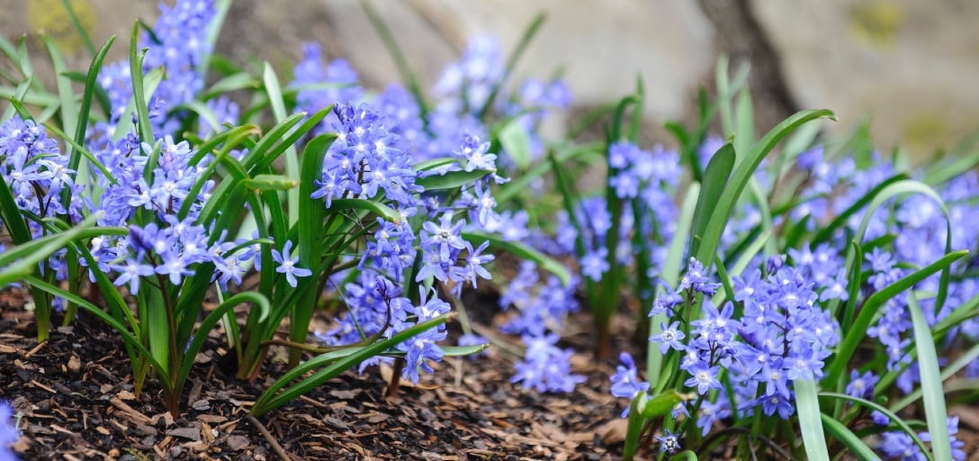 Early Blue Spring Flowers