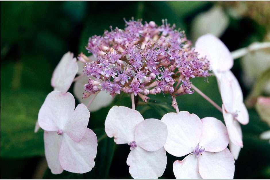 Lacecap Hydrangea Pink