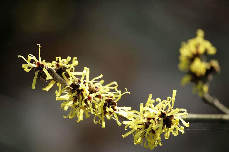 Help, advice & tips from the RHS on all kinds of plants / RHS Gardening