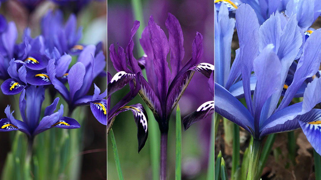 Shop online for plants, gifts, books | buy gardening gifts / RHS Gardening