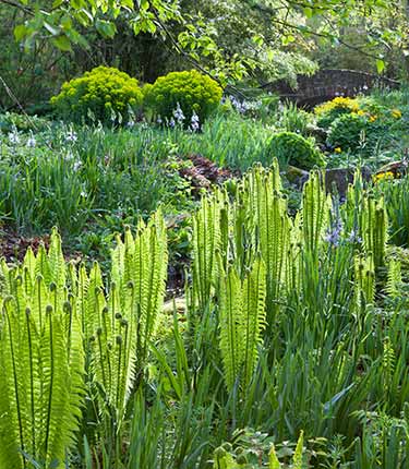 Cold Hardy Ferns