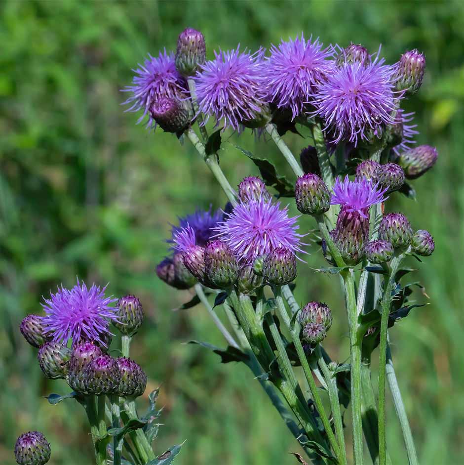 Canadian Thistle Canada Thistle: Pictures, Flowers, Leaves