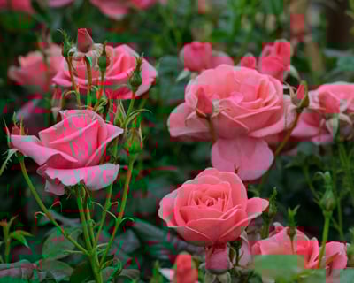 Royal rose for The Princess of Wales | RHS / RHS