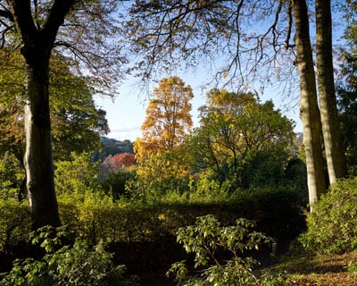 Trees planted for the Coronation at RHS Gardens / RHS