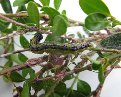 2024 set to be bumper year for box tree moth / RHS