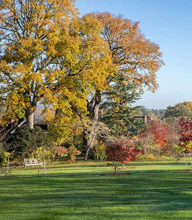Deciduous Trees In Fall