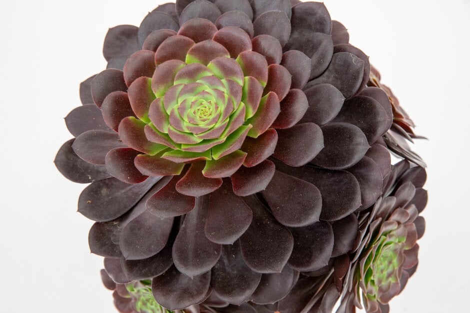 RHS Chelsea Flower Show Plant of the Year / RHS