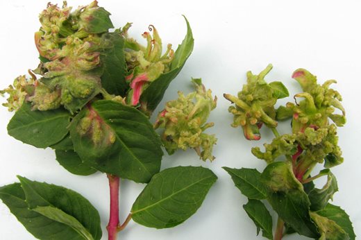 New pest and disease risks / RHS Gardening