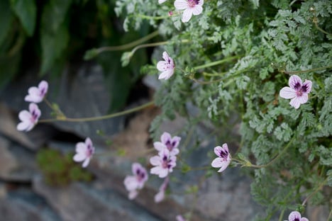 Help, advice & tips from the RHS on all kinds of plants / RHS Gardening