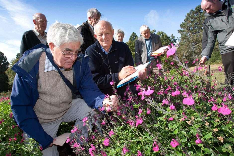 RHS hardiness ratings / RHS