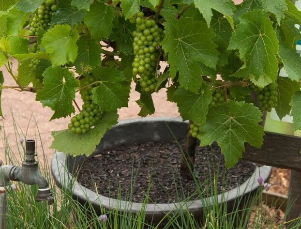 Container Gardening Grapes