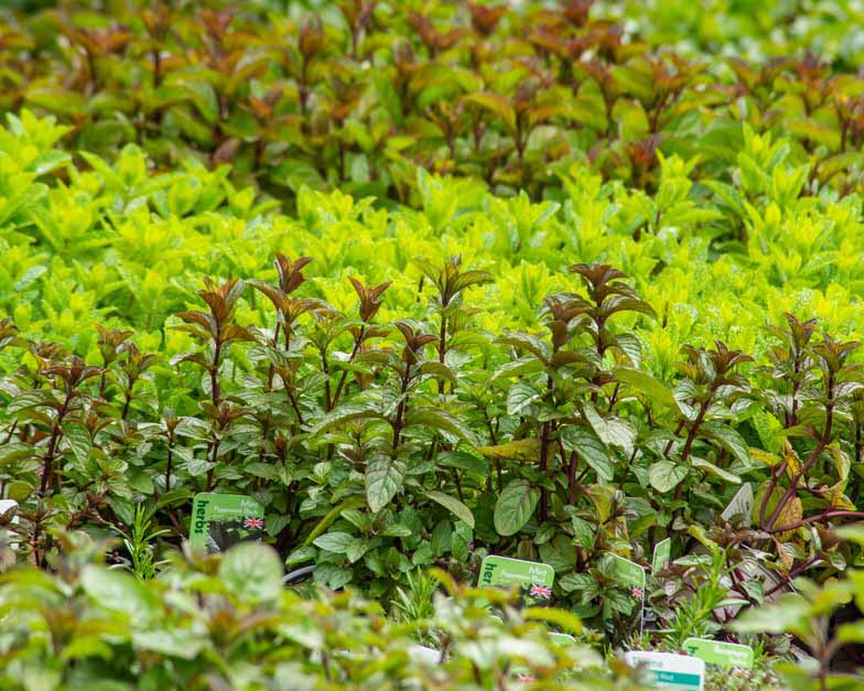An easy guide to the Lamiaceae family / RHS