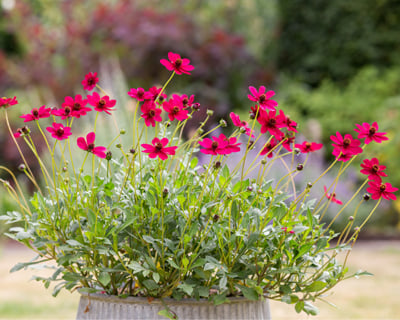 RHS Plant of the Year 2024 second place: Cosmos Cherry Chocolate / RHS