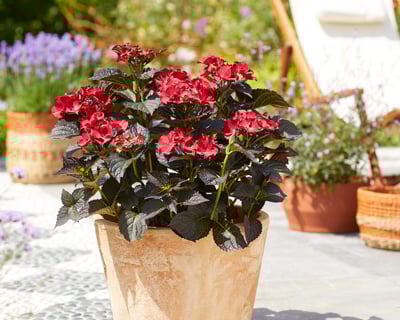 New Plants: Hydrangea After Midnight | Graham Rice / RHS