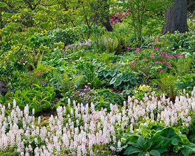 Bring spring to your garden / RHS