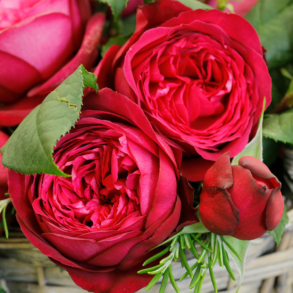 Red English Garden Roses English Rose Garden In Boston, MA | Downtown