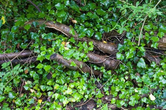 Types Of Ivy Ground Cover How To Grow English Ivy Indoors, A