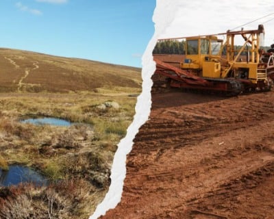 Sign our peat-free petition: help us get peat out of gardens once and ...