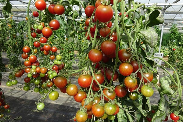 Tomato Growing On Plant