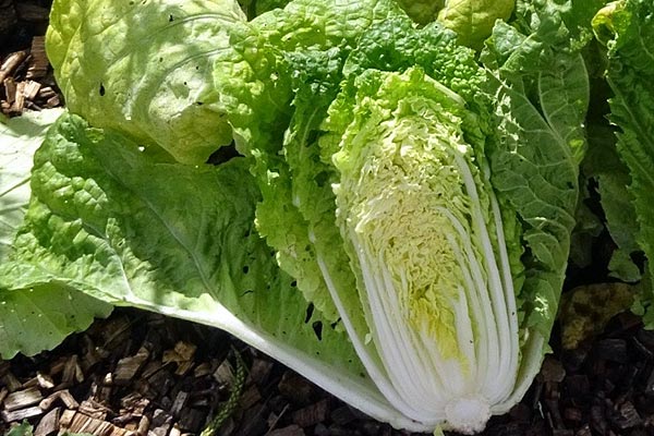 Chinese Cabbage Growing