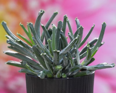 Cotyledon Elephant Trunk wins Best in Cacti & Succulents at HTA New ...