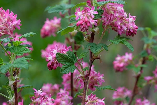 How to grow ribes / RHS